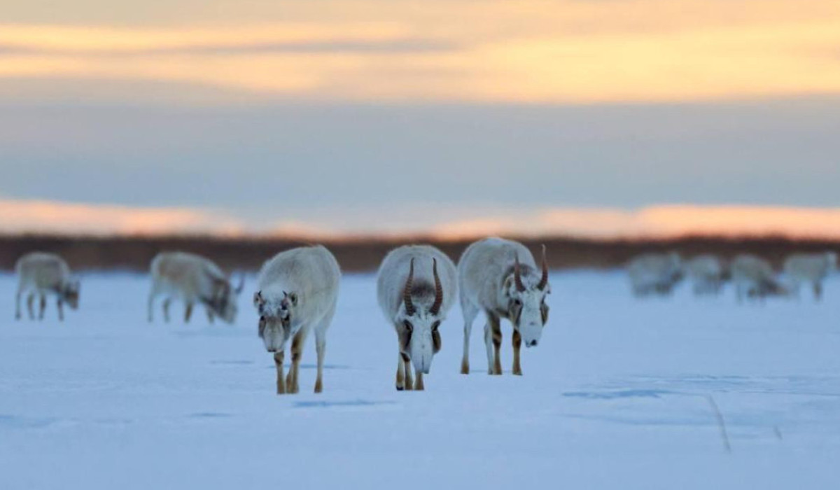 Film about environmental initiative "Altyn Dala" released by UN - el.kz